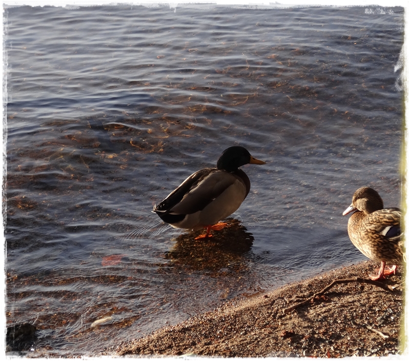 Hurahtanut: Harmaa ankeuttaja iski