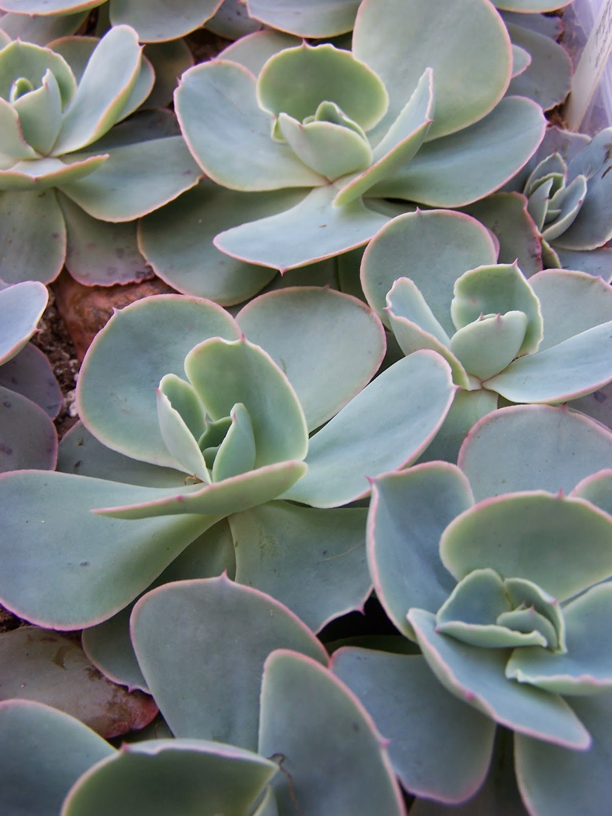 Oregon Cactus Blog: Echeveria 'Lotus'