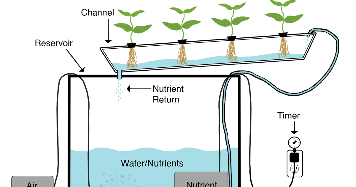 Disini Rumahnya Belajar Hidroponik Bagi Pemula dan Komunitas: Mengapa ...