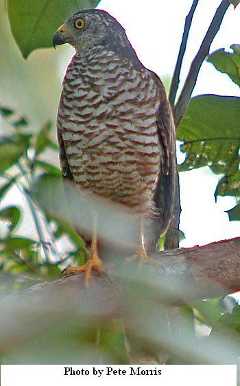 Informasi Tentang Elang Alap Halmahera | Burung Gue