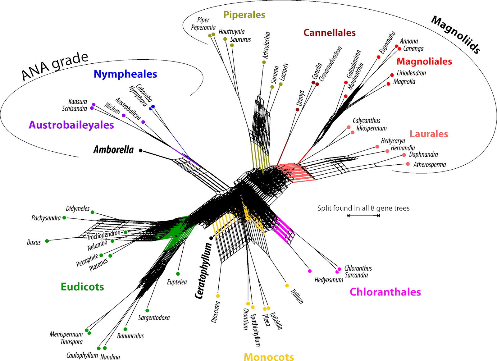 The Genealogical World of Phylogenetic Networks: Why the emperor has no ...