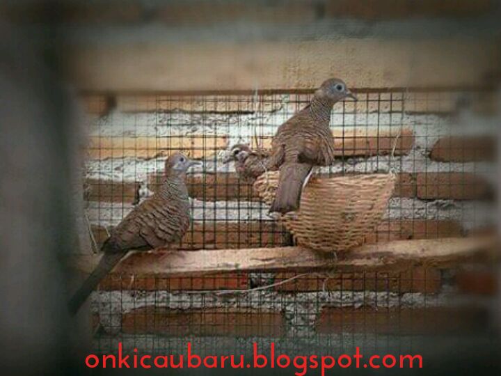 Cara beternak Perkutut Bangkok yang baik dan benar agar berhasil - On ...