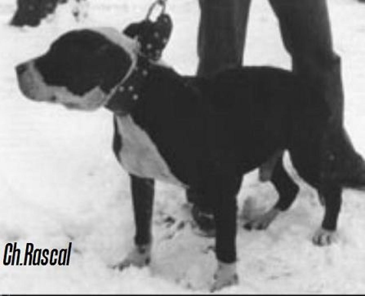 freePitbull: A.P.B.T. RASCAL