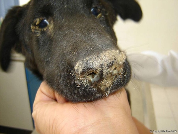 Distemper in dogs causes, symtomps, vaccine and treatment