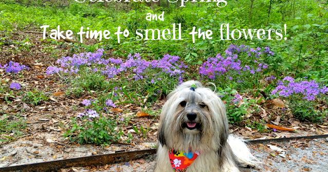 To Dog With Love: 5 Healthy Ways to Celebrate the First Day of Spring ...