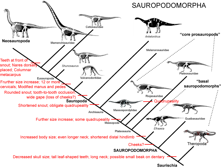 Bio Geo Nerd: Dinosaur Genealogy :)