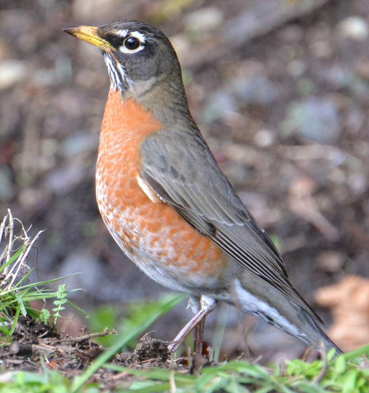 Bird of the Day: American Robin