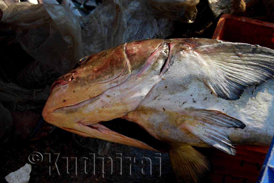 Kudpiraj's Garam Tawa: Fishing in Mangalore