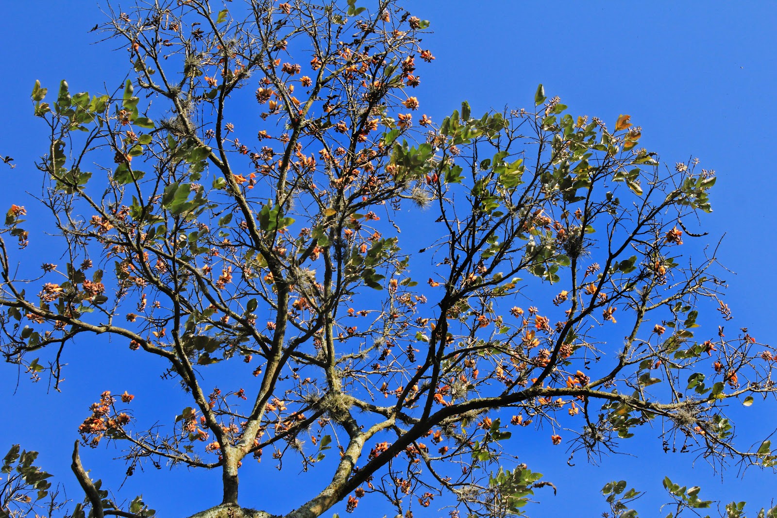 Pueblo: Con alma de Búcaro