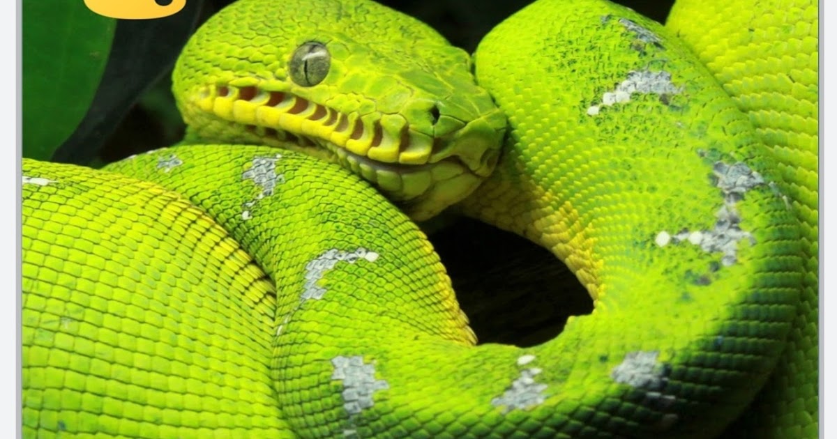 Advanced Python Programming 2021 PDF Free - KING OF EXCEL