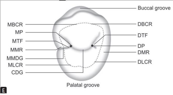 permanent maxillary premolars l tooth crown & root morphology MCQs for ...