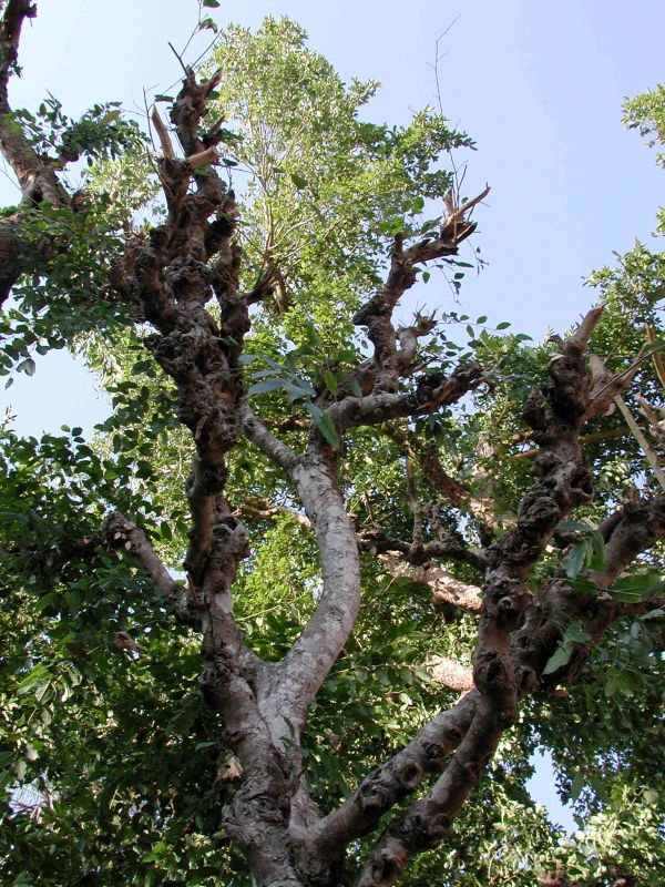 El cuexcomate: Estudiando el ramón