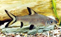 Rosy Barb - BARBUS conchonius - BLOOD RED - poisson aquarium