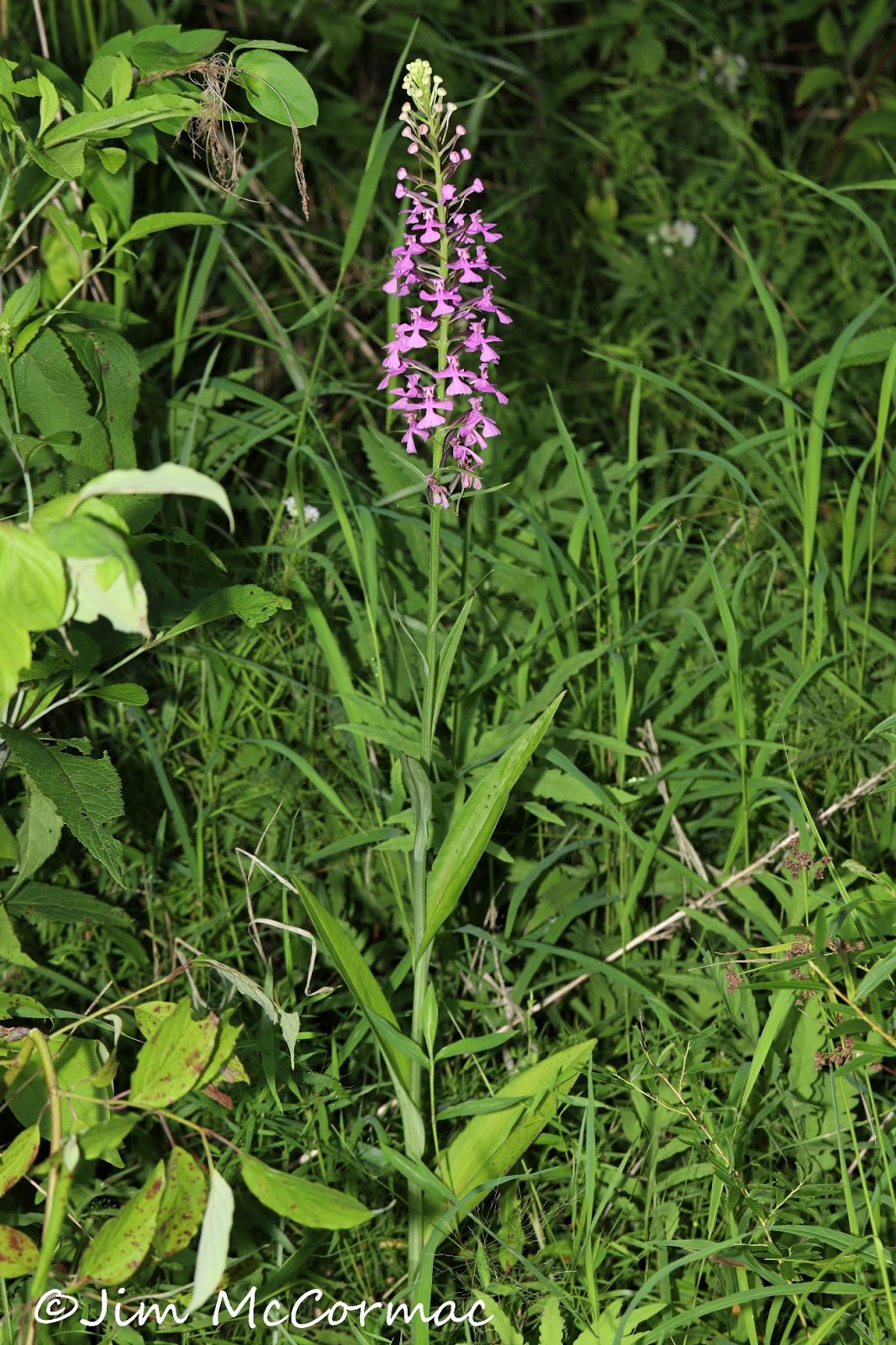 Ohio Birds and Biodiversity: The gorgeous Purple Fringeless Orchid