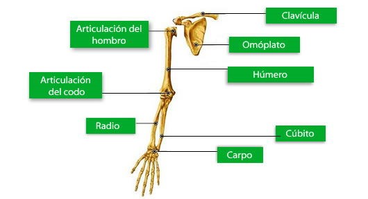 EL SISTEMA ÓSEO: Huesos de las Extremidades Superiores