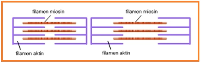 Fisiologi Otot - Dian Husada: Miosin