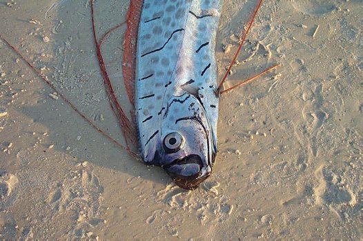 Oarfish - Fishes World - HD Images & Free Photos