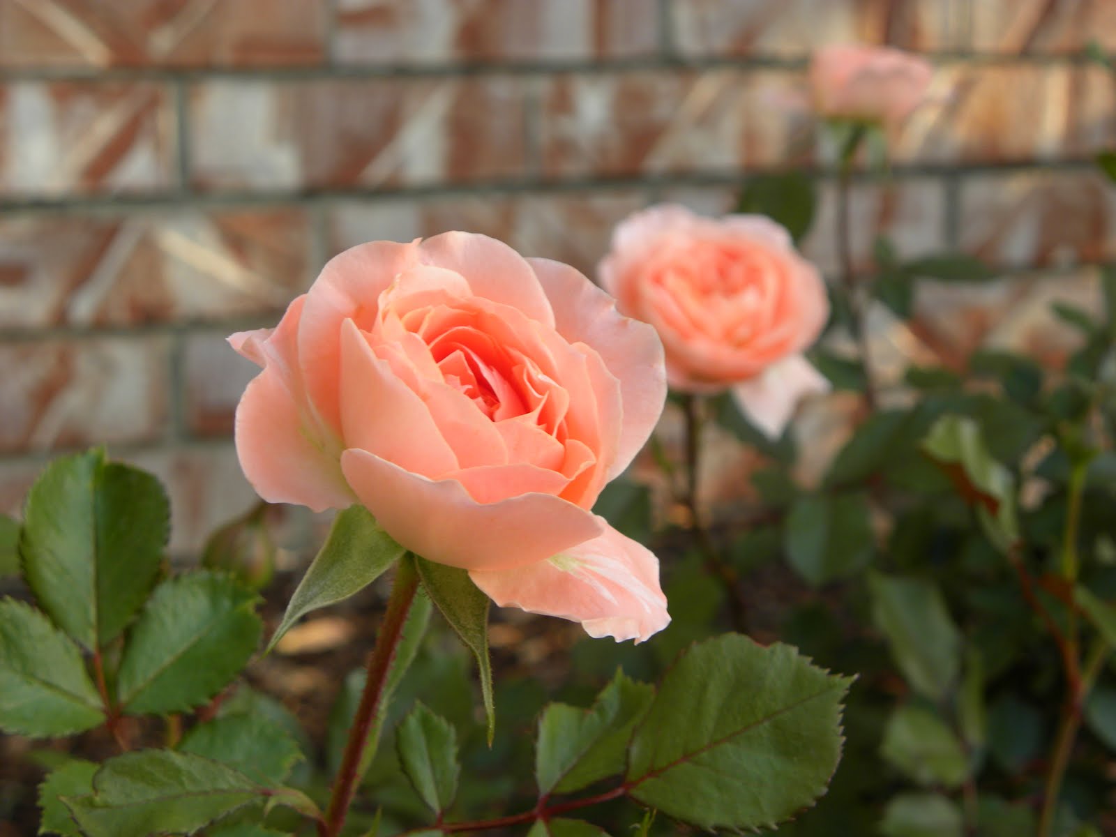 Red Dirt Roses: Precious Dream