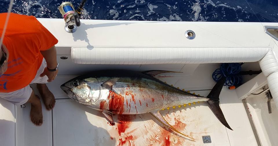 PV Sportfishing: 200+lb Yellowfin Tuna fishing report 10/20/2016