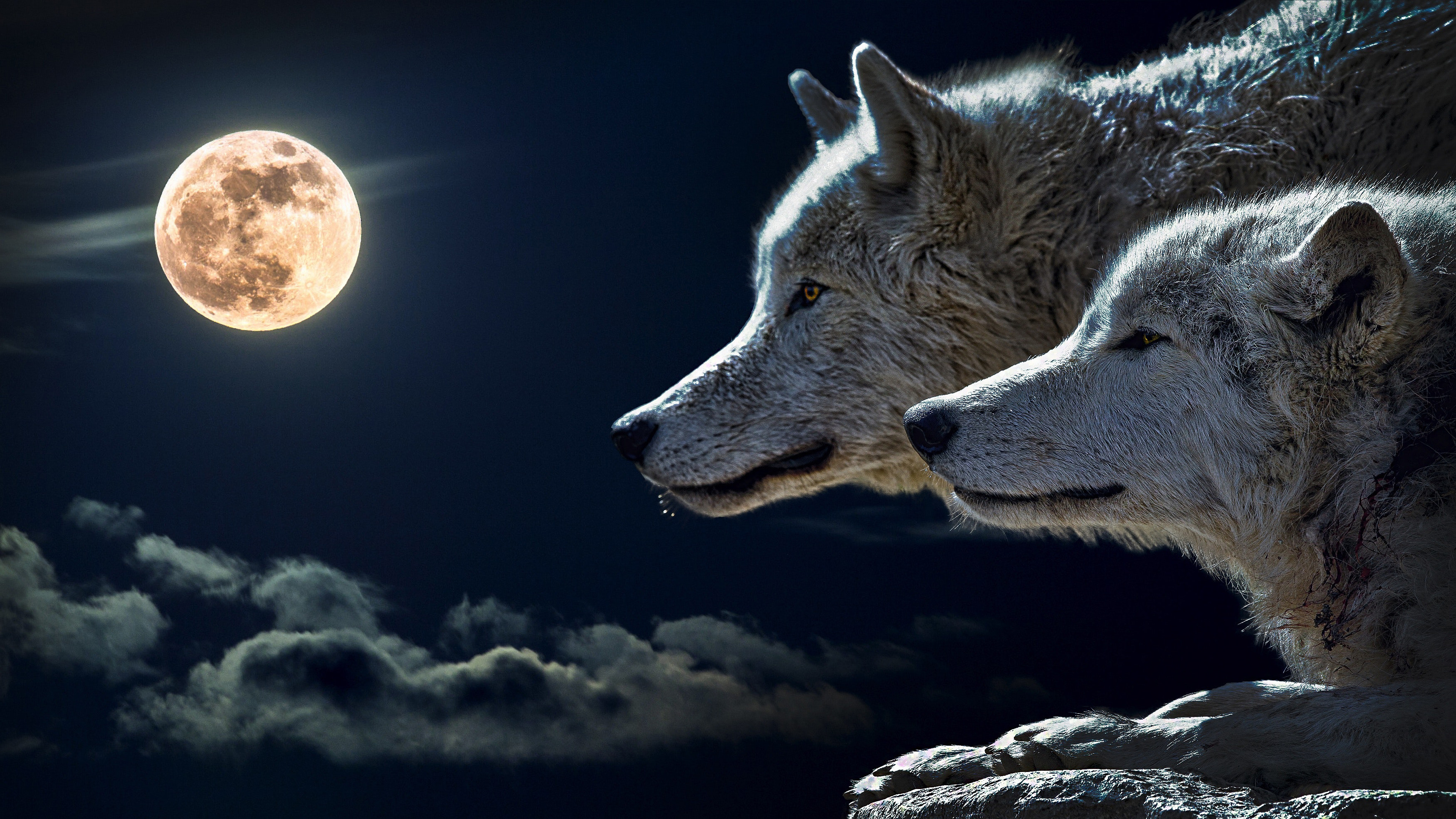 Wolf, 4K, 3840x2160, #14 Wallpaper PC Desktop