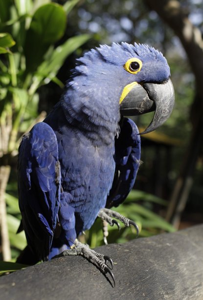 Camino al Paraguay: Foto del día: Coco, el Papagayo azul de Paraguay ...