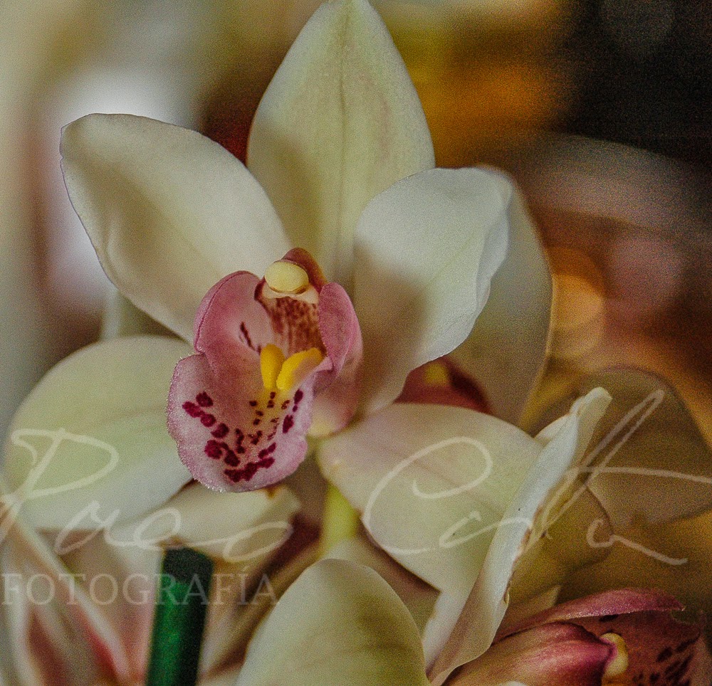 Cops de Llum i Viatges: Delicada Flor