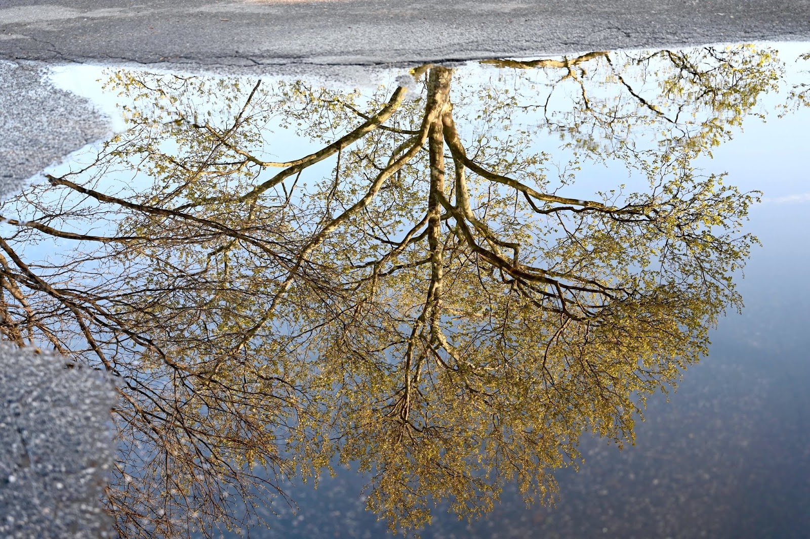 Urban Wildlife Guide: Rain Puddles