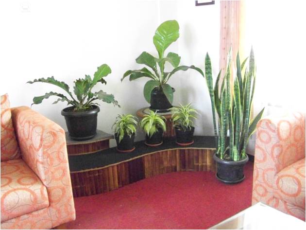 PEMELIHARAAN TANAMAN HIAS POT | 5 Info Petani