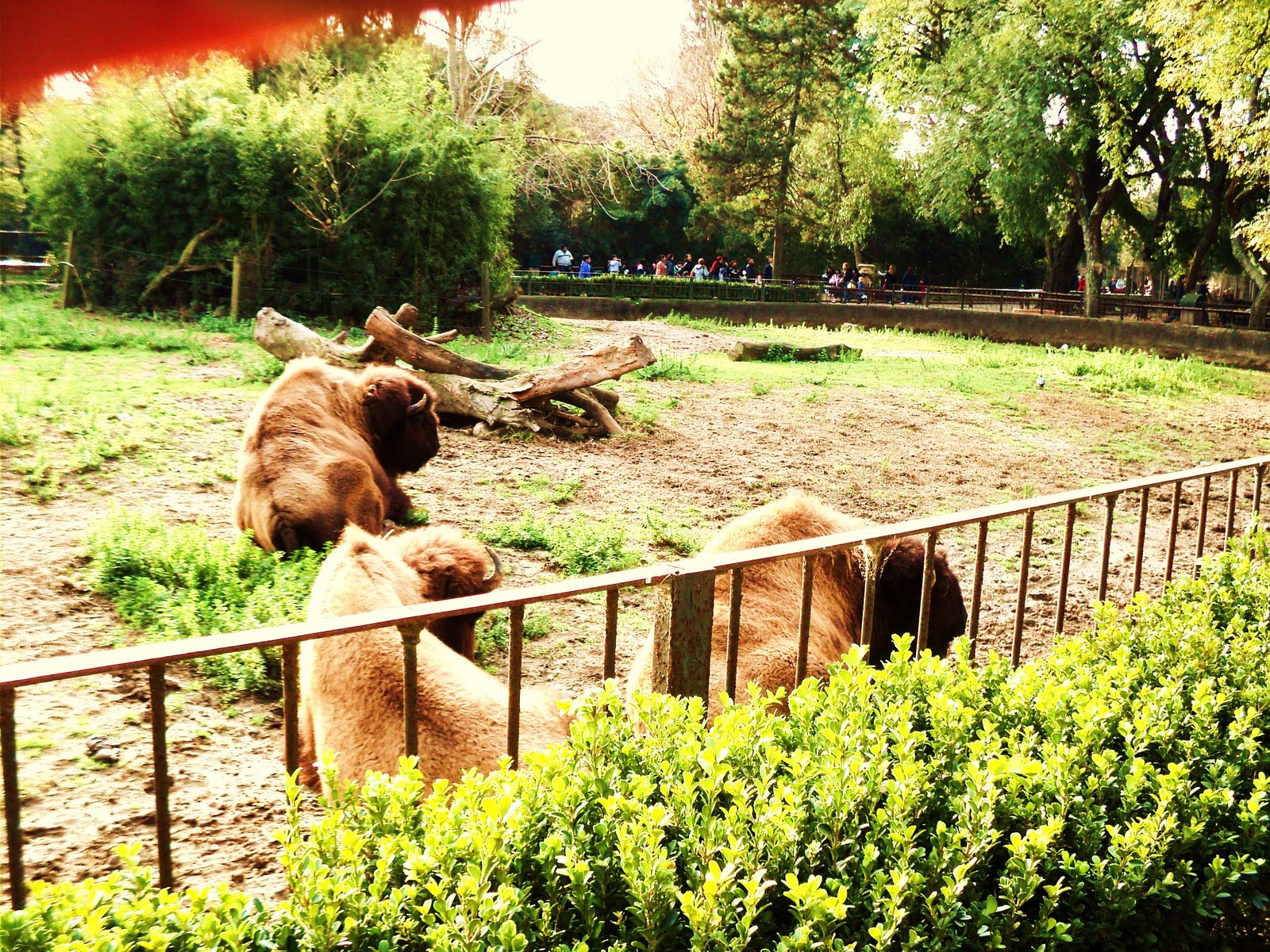 winokaw: PASEO AL ZOOLOGICO DE BUENOS AIRES ( PALERMO)