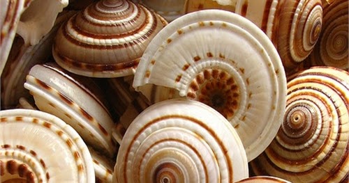 10 Beautiful Starfish & Sea Shell Pictures | Most Beautiful