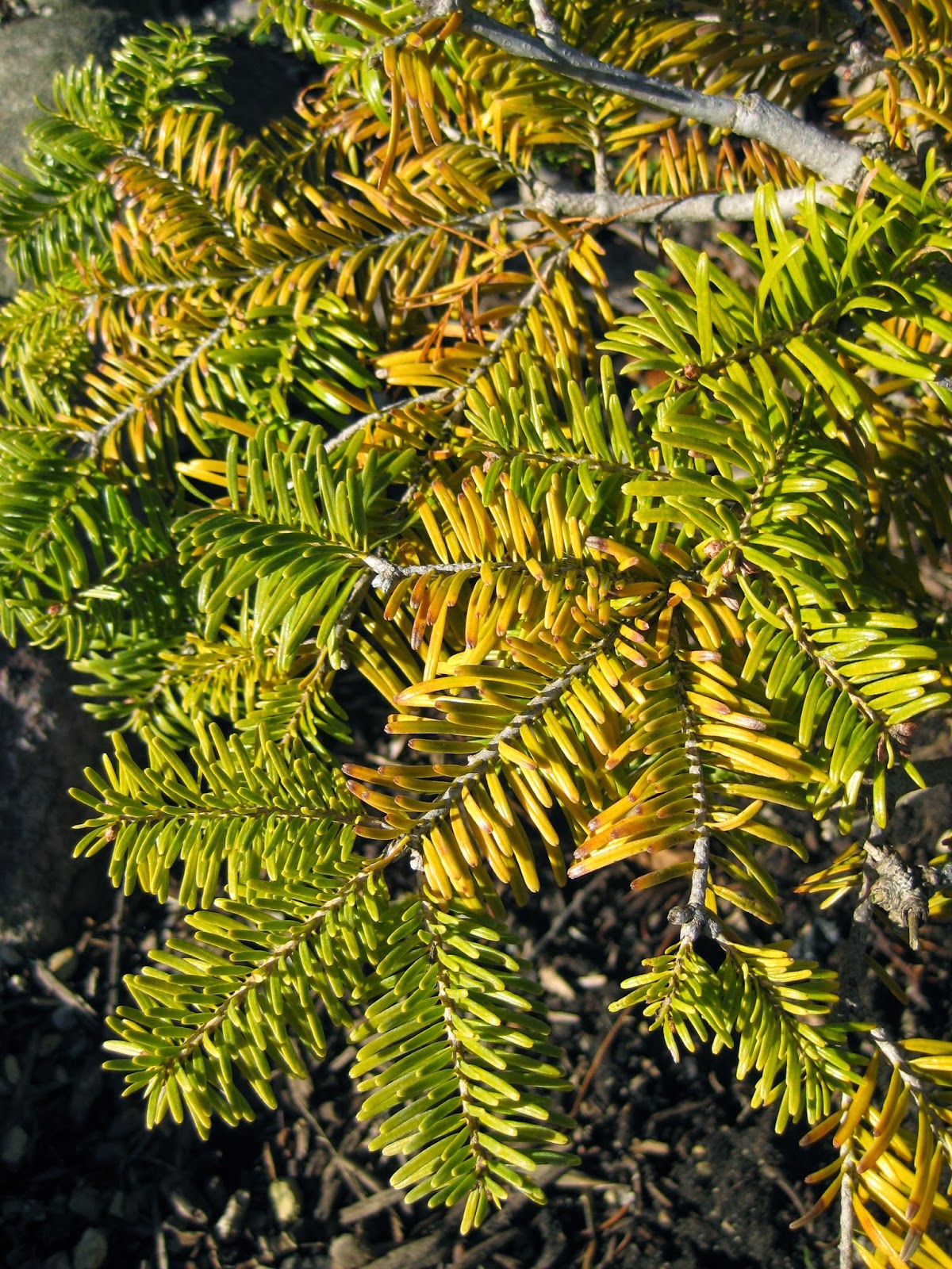 Rotary Botanical Gardens - Hort Blog: Golden Conifers For A Winter Glow