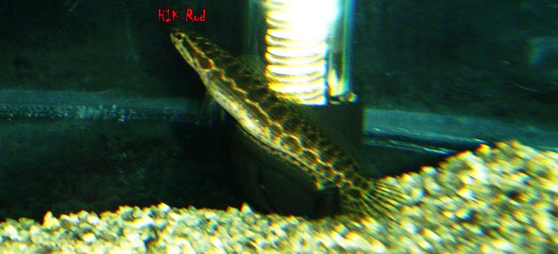 Mahamaya Hiko: Channa Bankanensis "Bangka snakehead" Profil dan cara ...