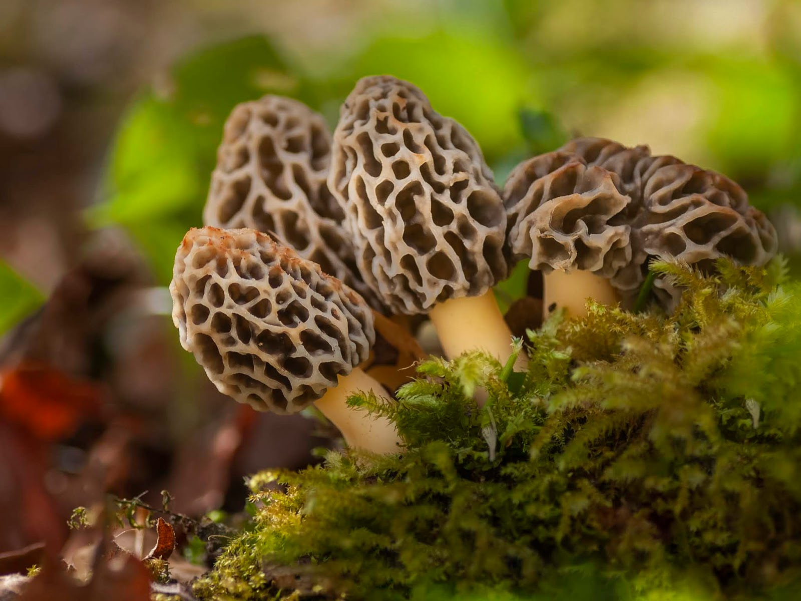 El género Morchella. Algunas consideraciones y recuerdos.