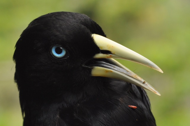 ...and the Rainforest: Kekoldi Bird Banding Update