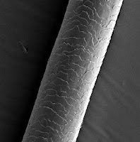 forensics blog: Hair and Fiber Analysis