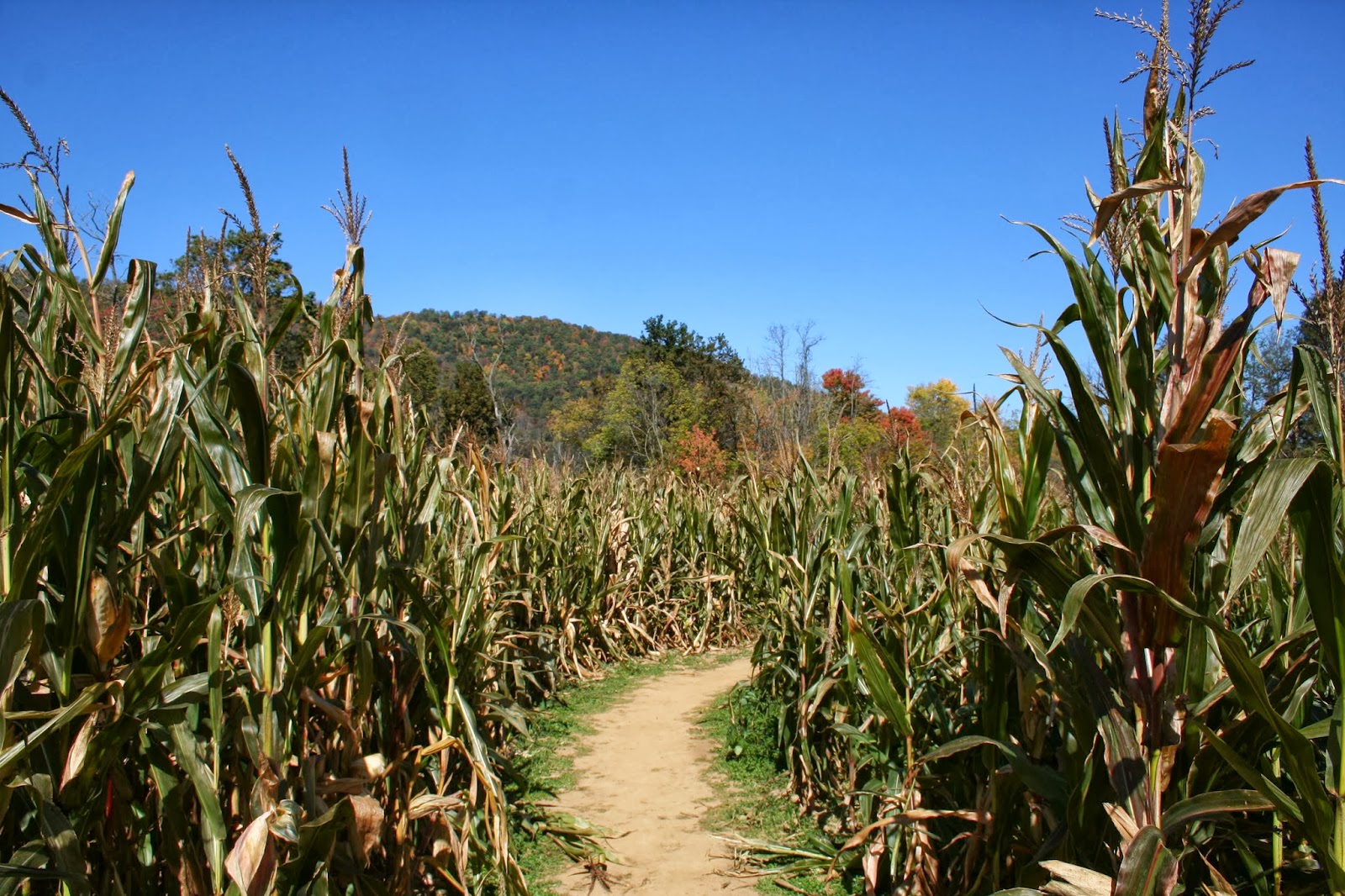 The Carpetbagger: Corn Mazes: America's Crop Circles