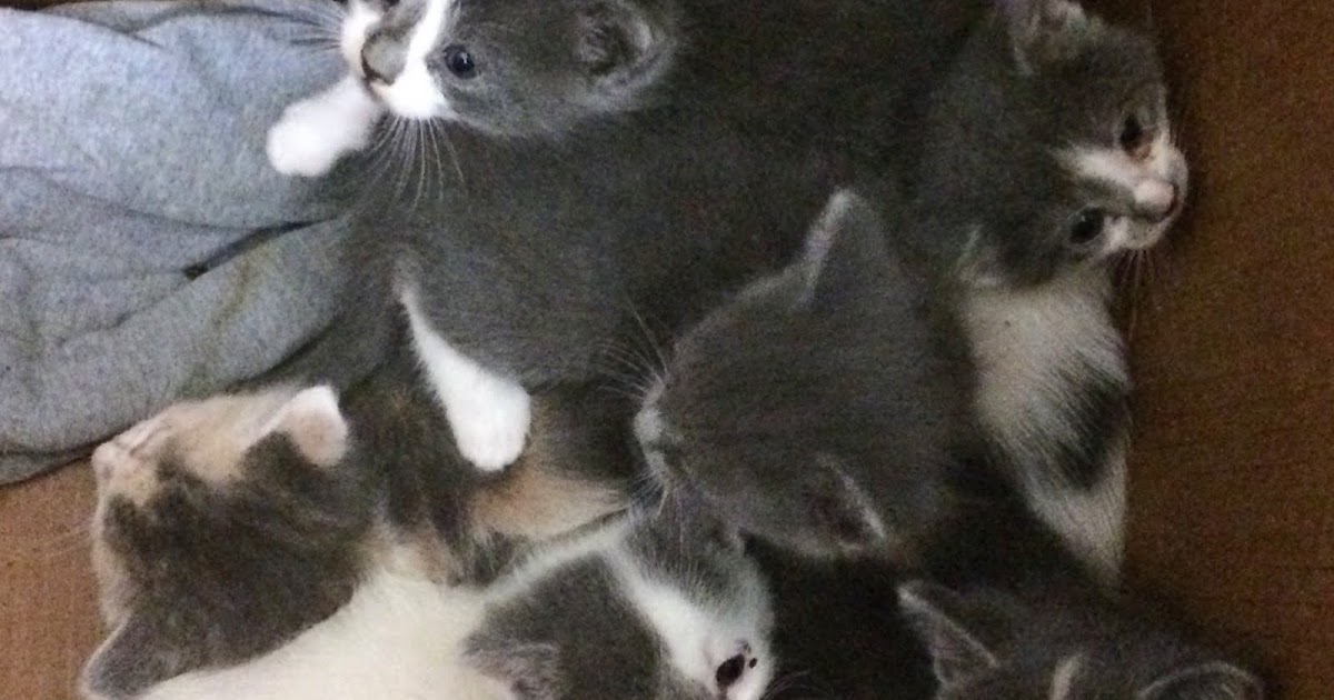 Dairy Good Life: A skunk and six kittens [Dairy Star Column]