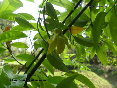 Kathali Chapa Ful - Artabotrys hexapetalus