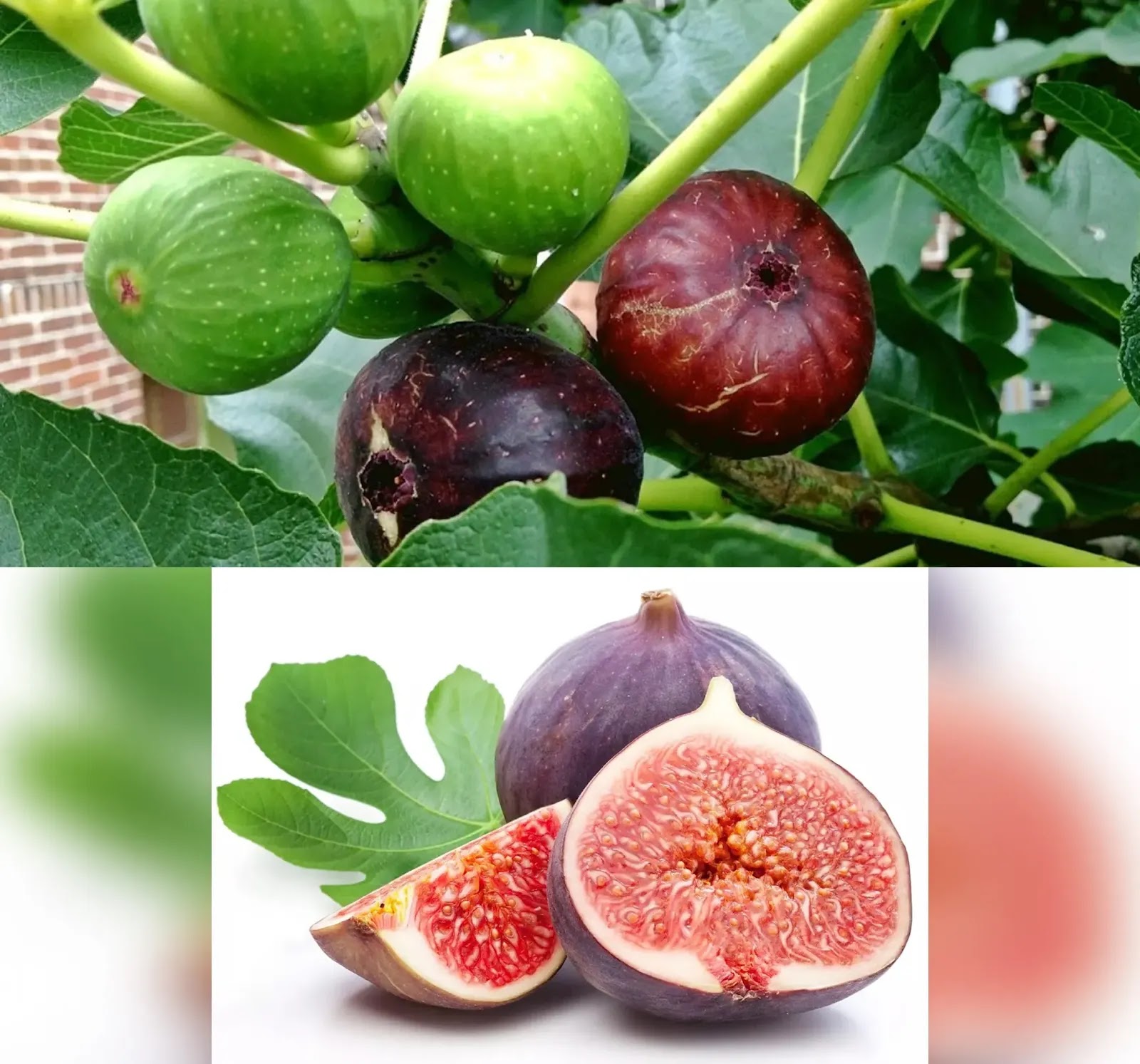 Mengenal Buah Tin, Asal Usul, dan Manfaatnya untuk Tubuh