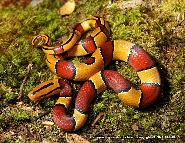 Ular Asli Indonesia: Oreocryptophis porphyraceus laticinctus