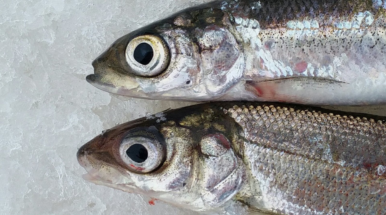 Muikkujahdissa Kokkolassa - vinkit muikun | Kalastus.com