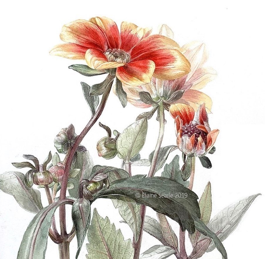 Elaine Searle | Botanical painter | Tutt'Art@ | Masterpieces