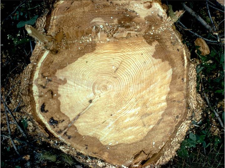 The South Fraser Blog: Laminated Root Rot in Hunter Park requires ...