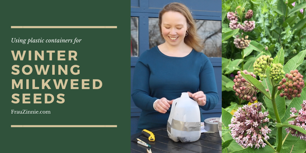 Garden project: Winter sowing milkweed seeds | Frau Zinnie