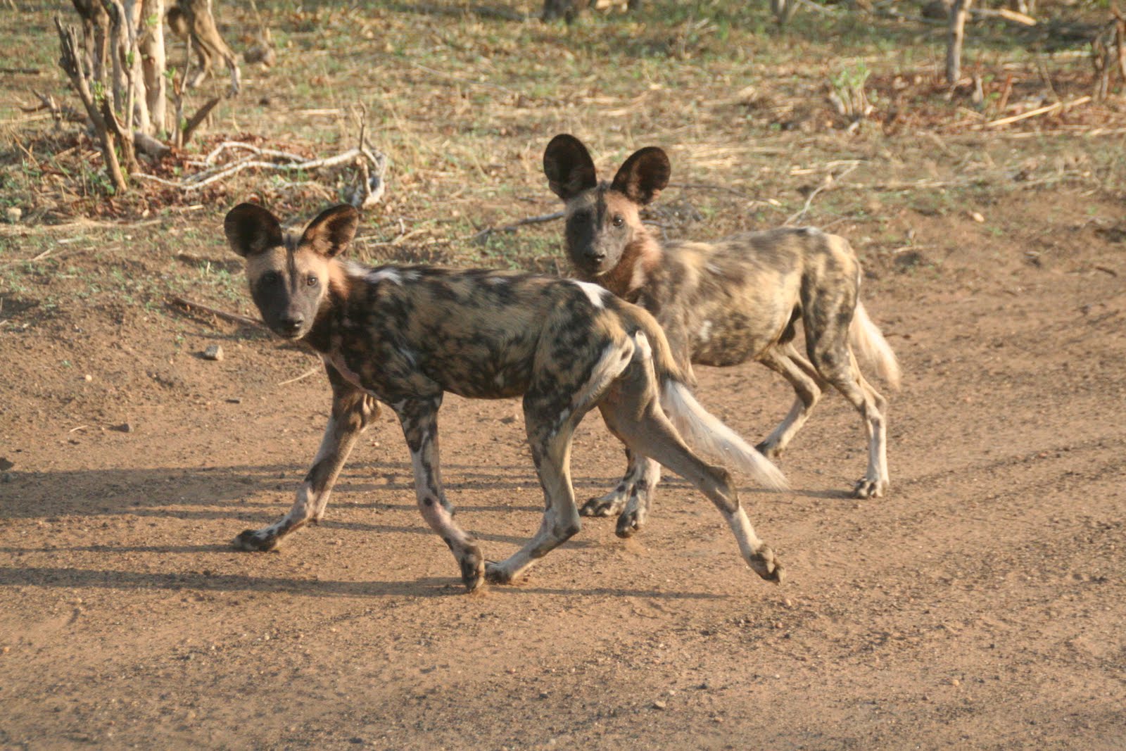Hwange: Wild Dogs