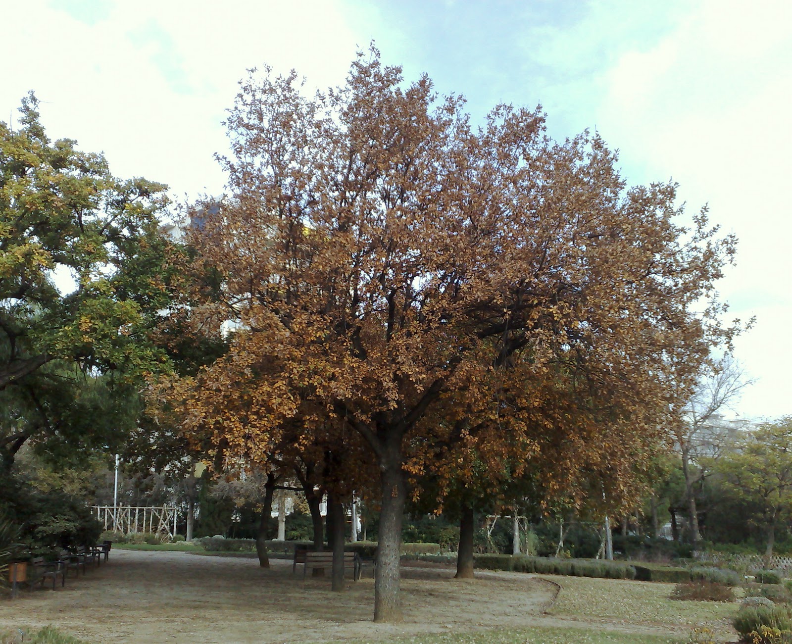 Árboles con alma: Roble pubescente. Roure Martinenc. (Quercus humilis)