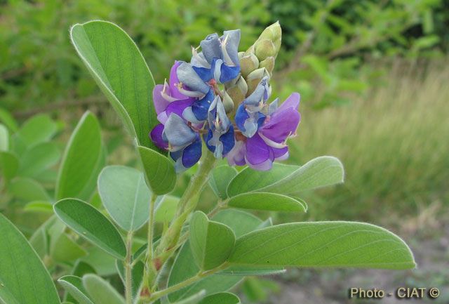 PLANT FAMILIES OF PUERTO RICO AND FLORIDA PAPO VIVES: FABACEAE ...