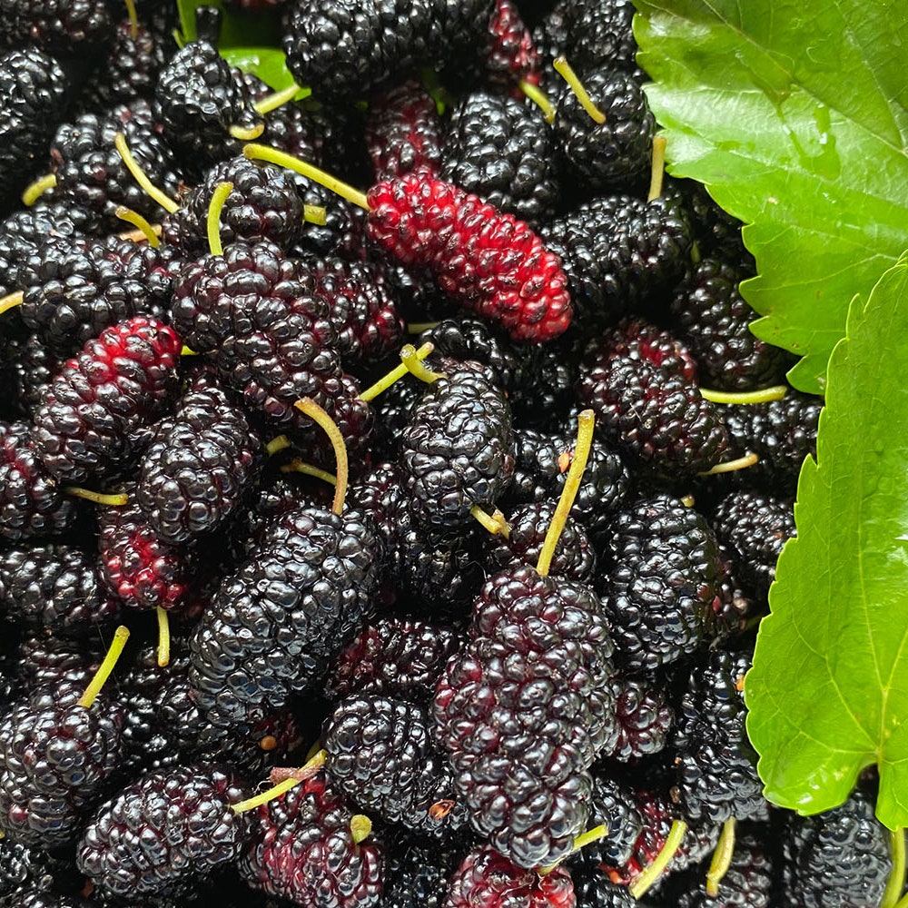 Karadut, Beyaz ve Mor Dut Meyvesi Nedir? Ne Zaman Yetişir? Böğürtlen ve ...