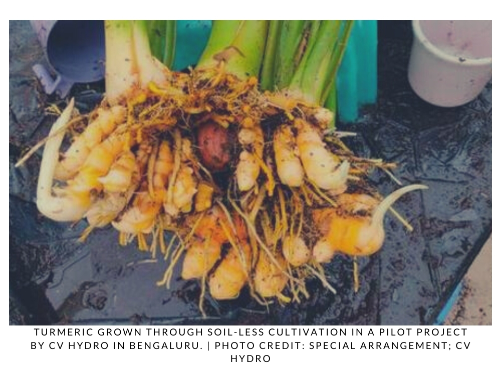 Turmeric, A Crop With Golden Future - The FarmPURE