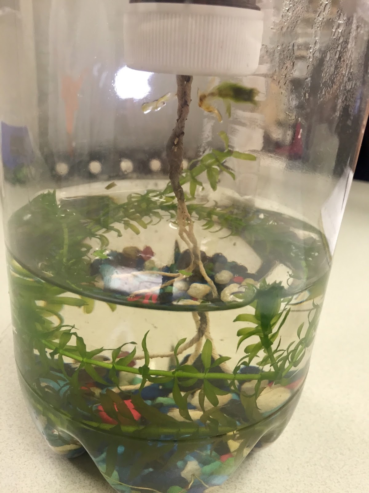 Ecosystem In a Bottle: 2015